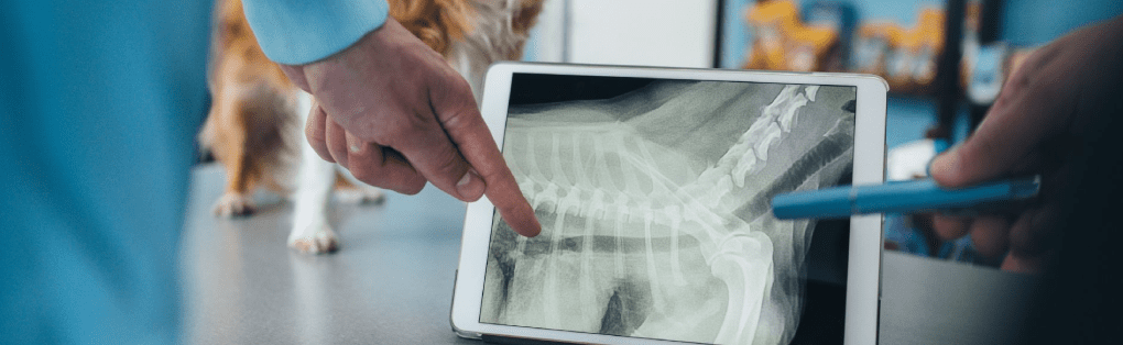 Pet Radiology Richmond | X-Rays For Your Pet